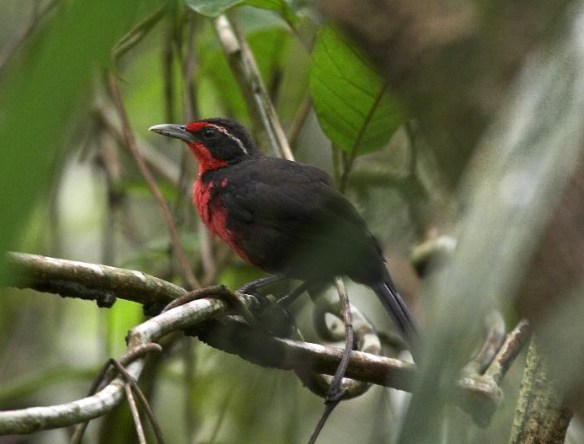 Gallery of Local Birds | San Vito Bird Club