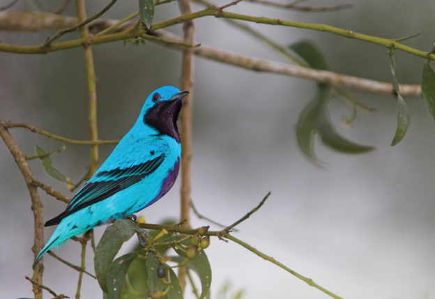 19 Turquoise Cotinga-Roy Toft-1 | San Vito Bird Club