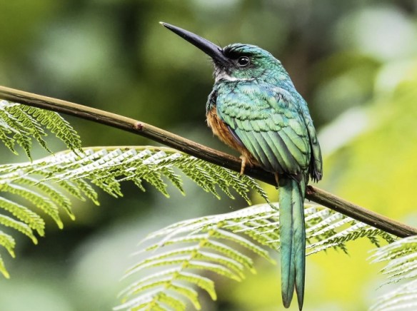 Photos of the Week | San Vito Bird Club