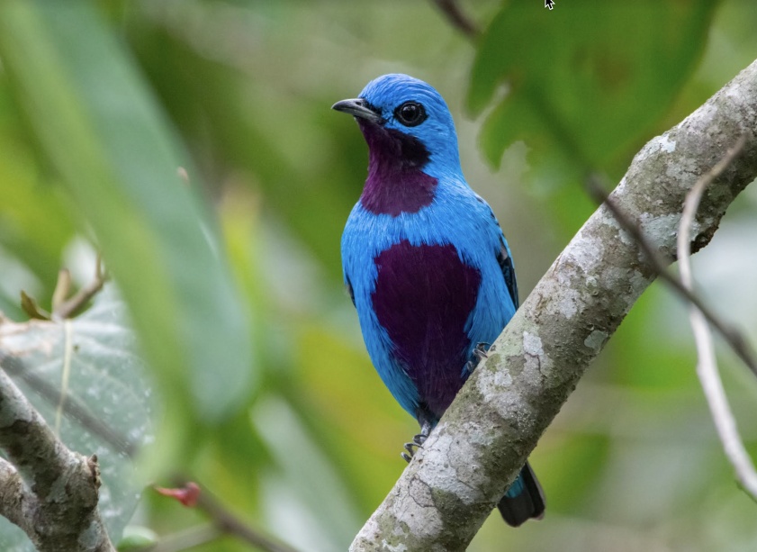 Birds We Rarely See (but would like to see more often). Part 1 | San ...